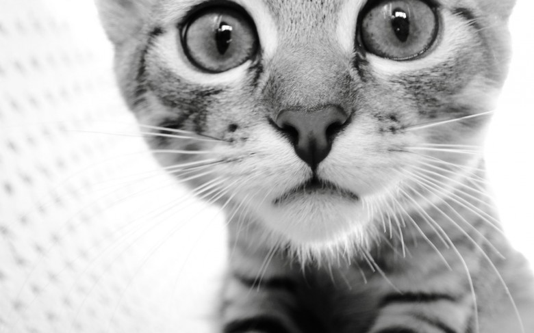 Cat Test Image Sizes Webdevils cat-test-image-sizes-webdevils